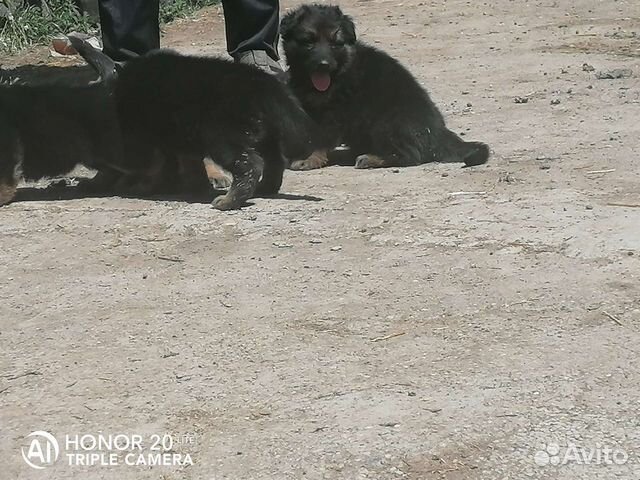 Щенки немецкой овчарки