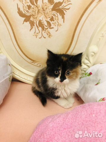 Котенок в добрые руки