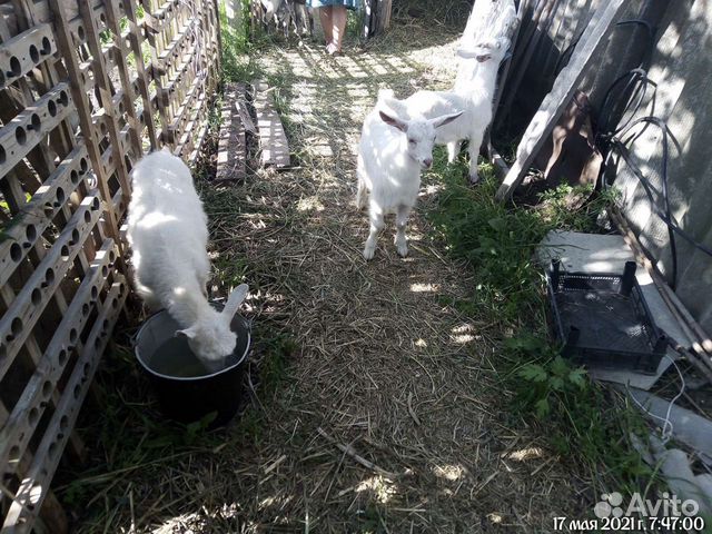 Зааненские козы племенные