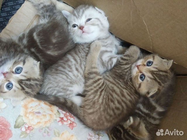 Шотландская вислоухая