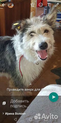Барбариска и Ириска. Шикарные девочки. Фокстерьеры
