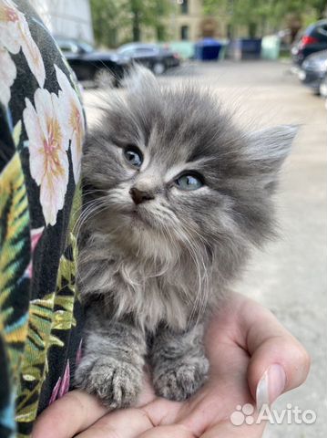 Котёнок Дымок