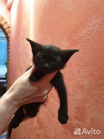 Котята в добрые руки бесплатно
