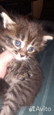 Кошки в добрые руки