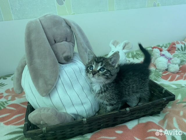Котёнок Маркус в добрые руки