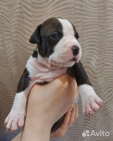 Стаффордширский терьер