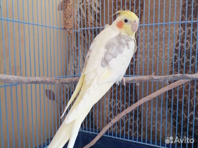 Попугай корелла с клеткой