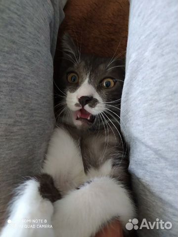 Кошка в дар