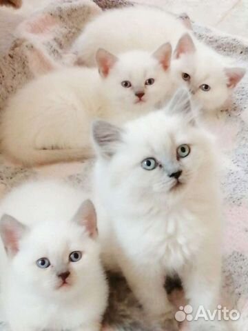 Шотландские котята