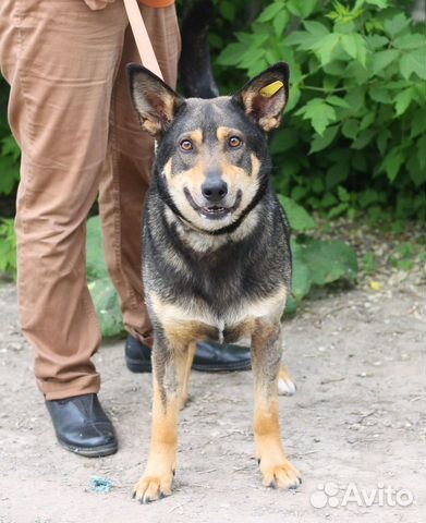 Красивый пес Барбос