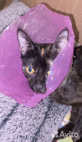 Кошка