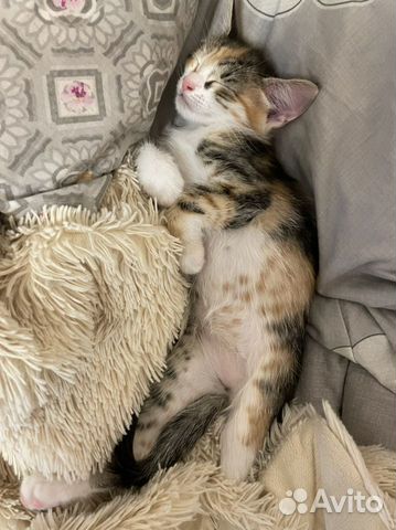 Котенок девочка 1,5 м