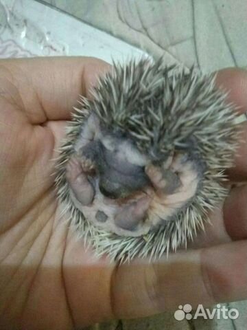 Африканские ежата