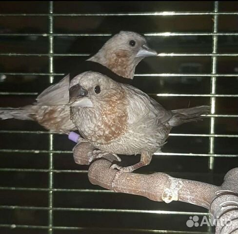 Японские амадины