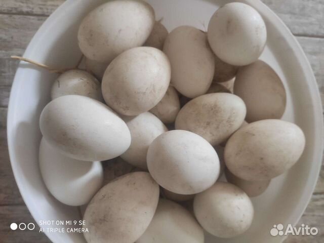 Гусиные яйца