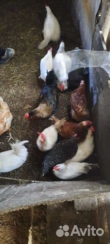 Куры несушки продам