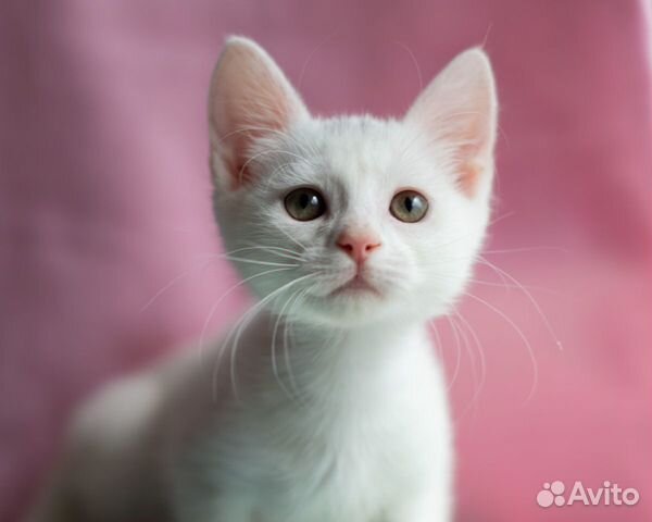 Котенок мальчик