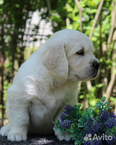 Золотистый ретривер