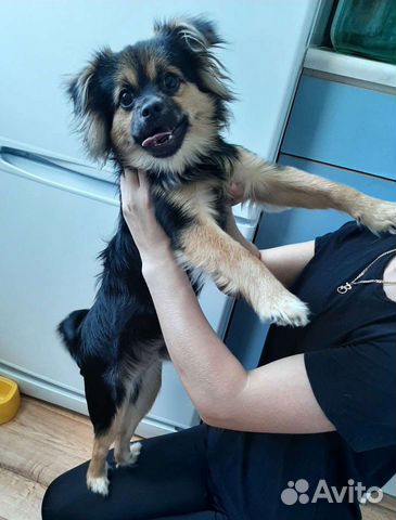 Маленькая собака в добрые руки