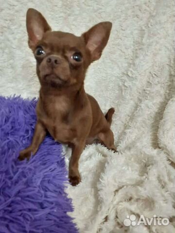 Продаются чихуахуа три братки огненные шоколадки