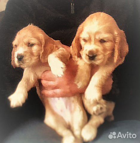 Щенки кокер спаниеля английского