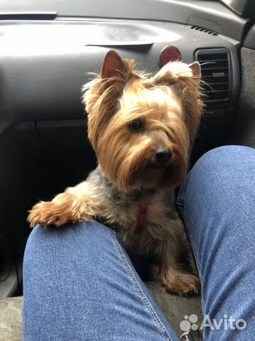 Йоркширский терьер