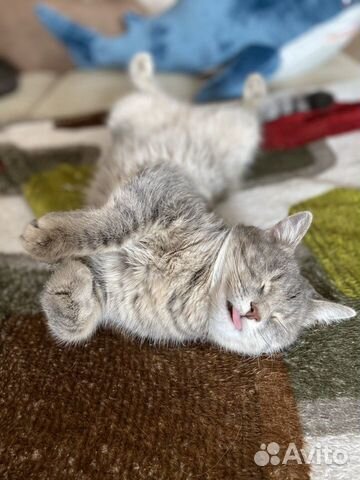 Кошечка ищет добрые руки и сердечко