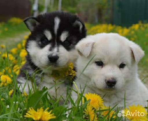Щенки Сибирский хаски