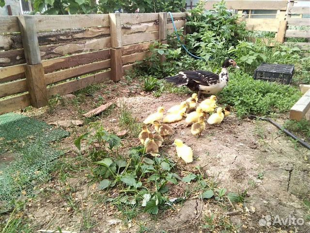 Мускусные утята (индоутята)