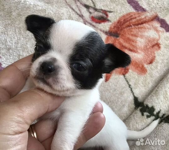 Щенки чихуахуа mini и micro