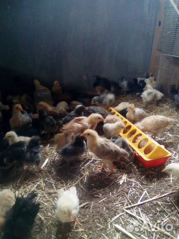 Гусята,цыплята