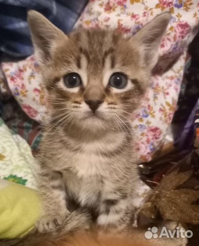 Котята в добрые руки даром