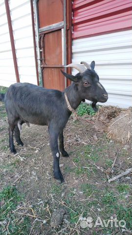 Камерунские козы