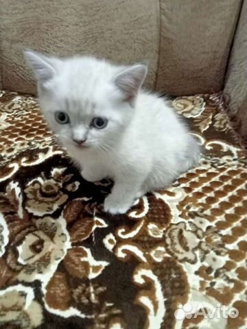 Британские котята
