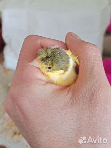 Канарейка самец