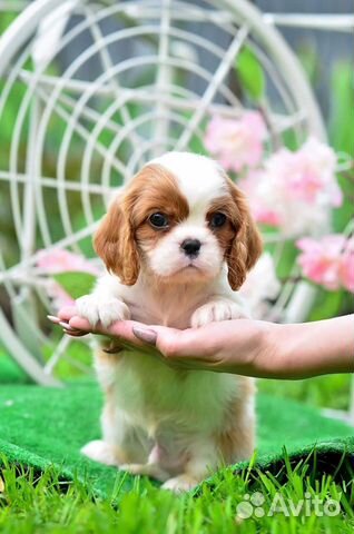 Спаниель мальчик кавалерчик