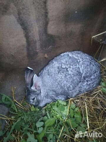 Крольчиха порода великан