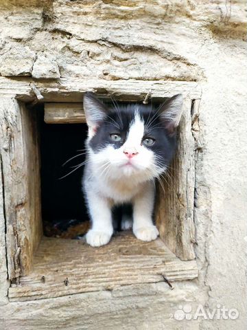 Котейка, 2 месяца, в очень добрые руки