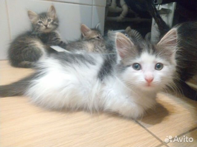 Котенок