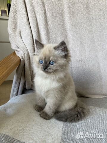 Британский котёнок