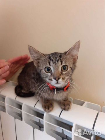 Кошки в добрые руки бесплатно