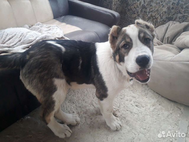 Кавказский волкодав