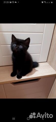 Котенок по имени Гав :)