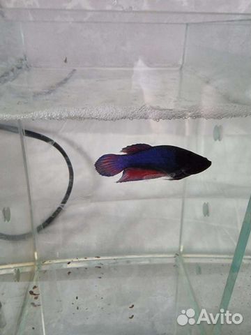 Рыбки Петушок