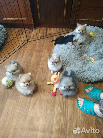 Крошки шпицы