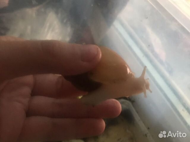 Улитки ахатины