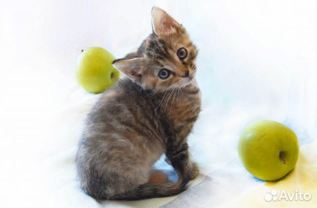 Котёнок Милашка