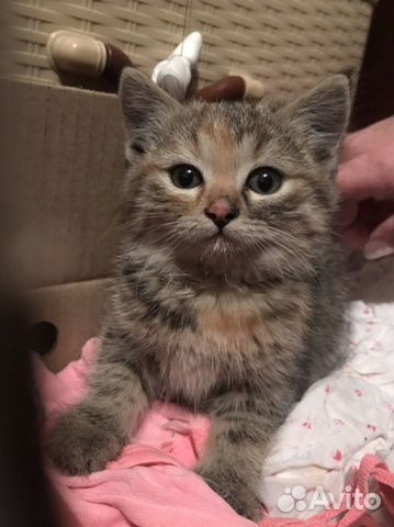 Котёнок