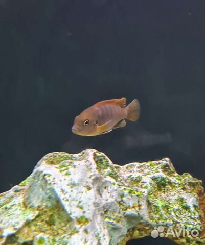 Цихлиды лабидохромис кимпума рэд