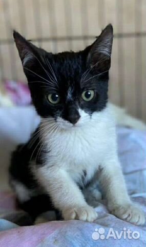 Очаровательный Зай